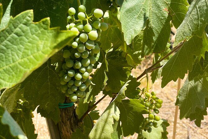 Athens to Nemea Wine Experience Tour - Why This Tour Is Worth Considering