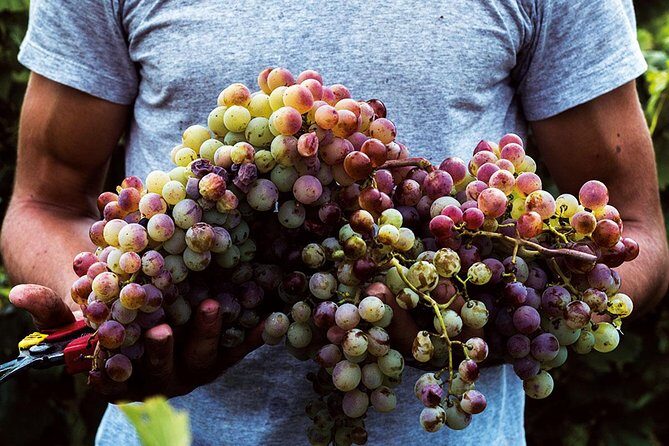 Athens Wine Tour - An Outstanding Full Day Experience For Dedicated Winelovers - The Sum Up: Is It Worth It?