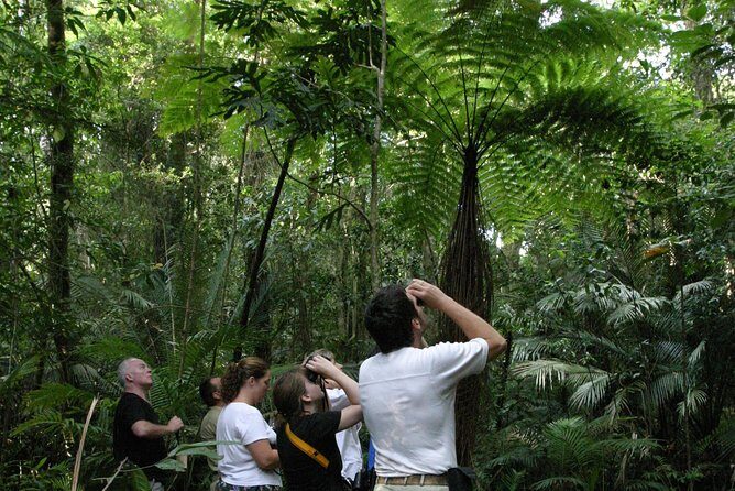 Atherton Tablelands Rain Forest by Night from Cairns - Introduction