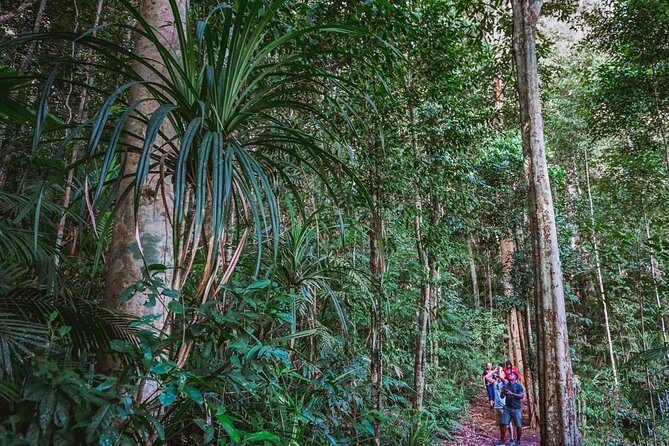 Atherton Tablelands Rain Forest by Night from Cairns - What Makes This Tour Stand Out?