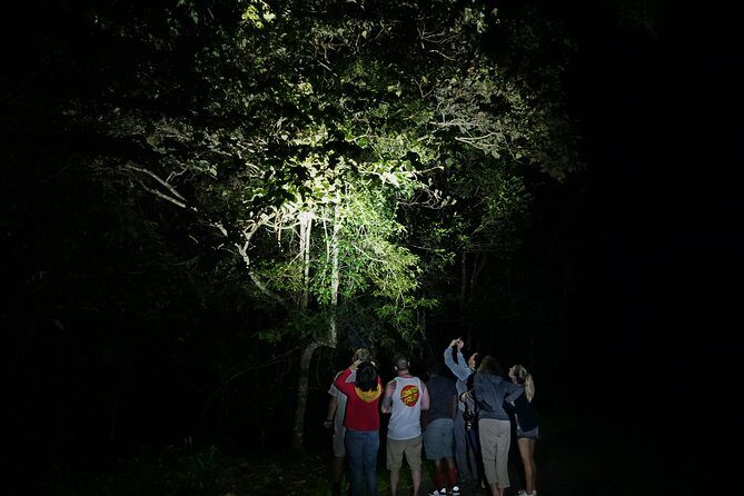 Atherton Tablelands Rain Forest by Night from Cairns - The Sum Up