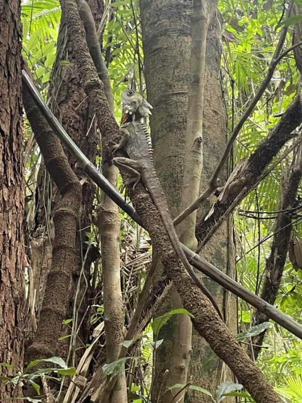 Atherton: Yidinji Explorer Tour with Fig Tree & Lake Barrine - An Introduction to the Tour Experience