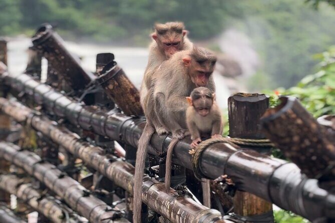 Athirappilly Waterfalls Day Trip from Kochi with Transfers - What to Expect on the Tour