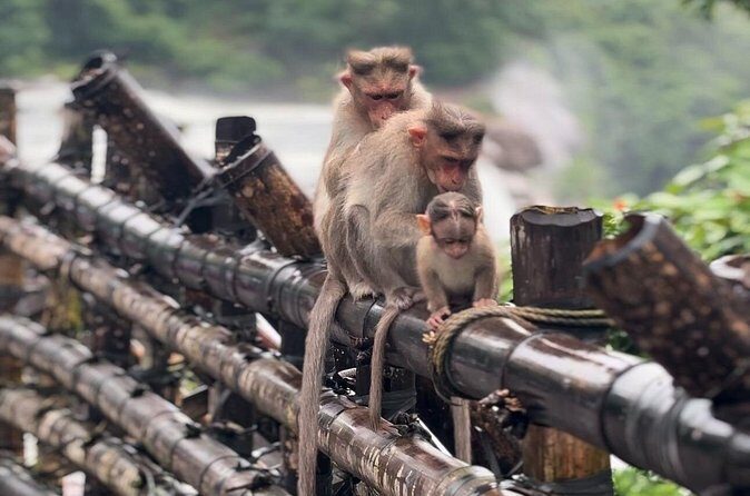 Athirappilly Waterfalls Day Trip from Kochi with Transfers - FAQs