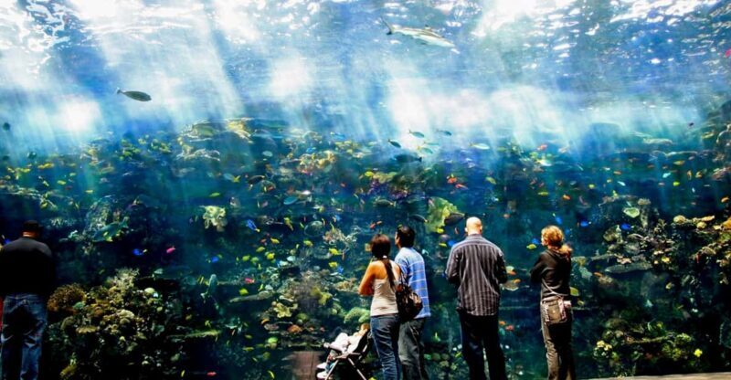 Atlanta: Georgia Aquarium Skip-the-Box-Office Entry Ticket - An Overview of the Georgia Aquarium Experience