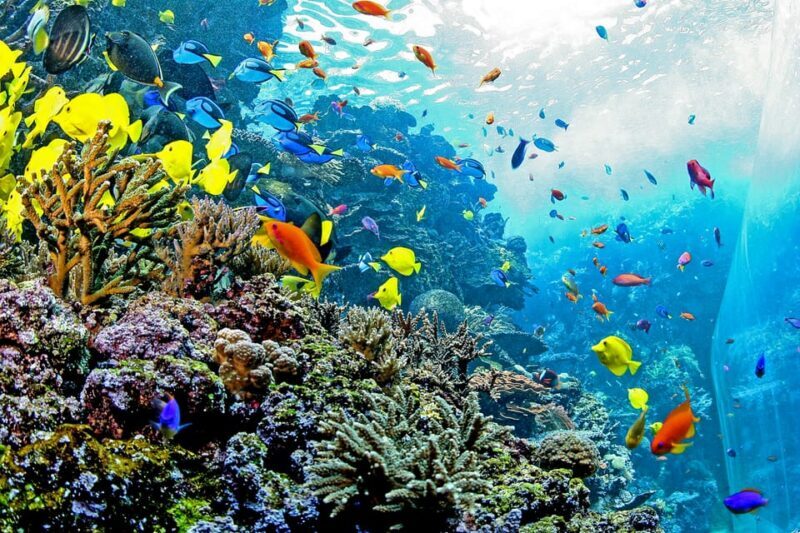 Atlanta: Georgia Aquarium Skip-the-Box-Office Entry Ticket - Authentic Encounters: What Travelers Are Saying