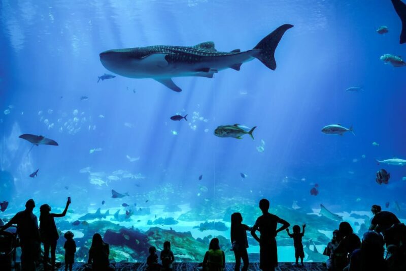Atlanta: Georgia Aquarium Skip-the-Box-Office Entry Ticket - Weighing the Value