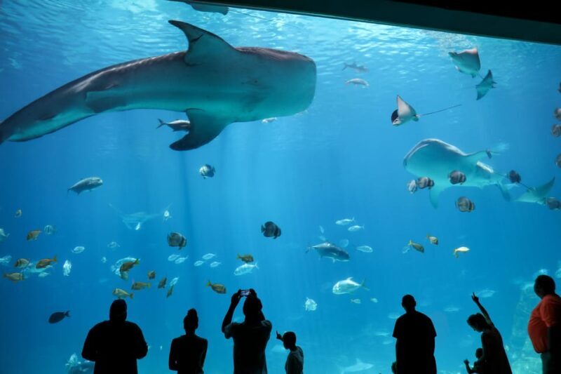 Atlanta: Georgia Aquarium Skip-the-Box-Office Entry Ticket - FAQs