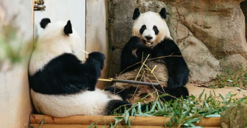 Atlanta: Zoo Atlanta General Admission Ticket - Overview: What You Can Expect at Zoo Atlanta
