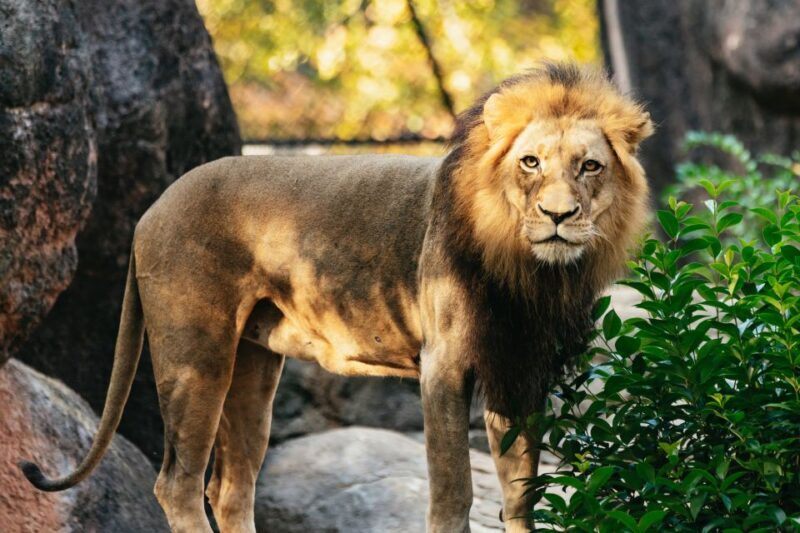 Atlanta: Zoo Atlanta General Admission Ticket - Details on the Visit: Itinerary and Highlights