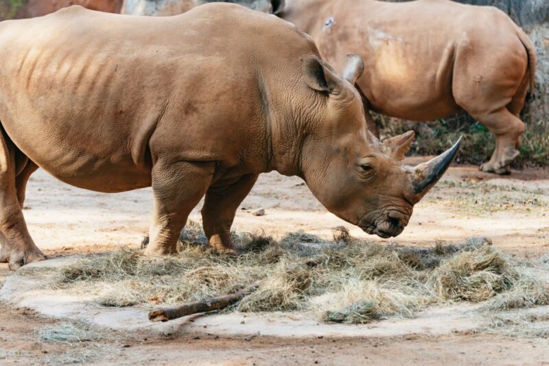 Atlanta: Zoo Atlanta General Admission Ticket - Pricing and Value Analysis