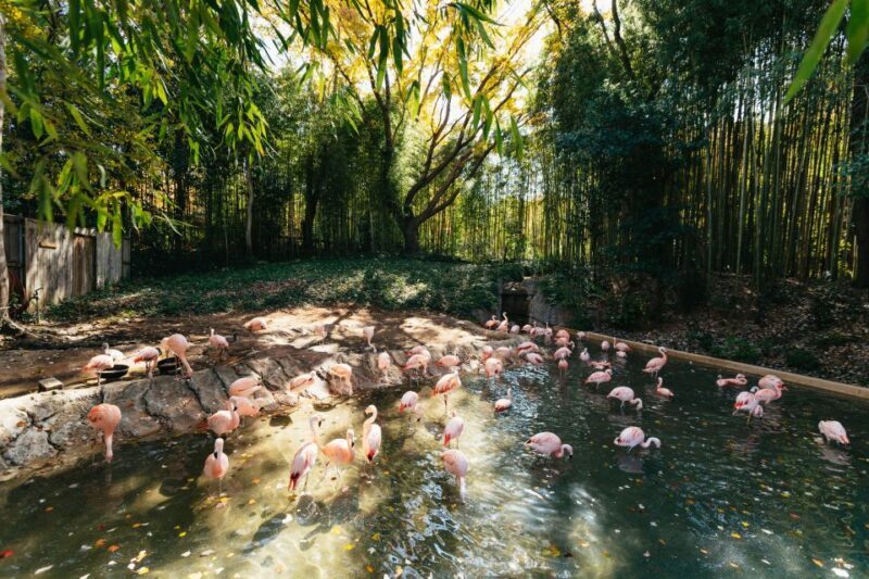 Atlanta: Zoo Atlanta General Admission Ticket - Real-World Feedback: What Visitors Say
