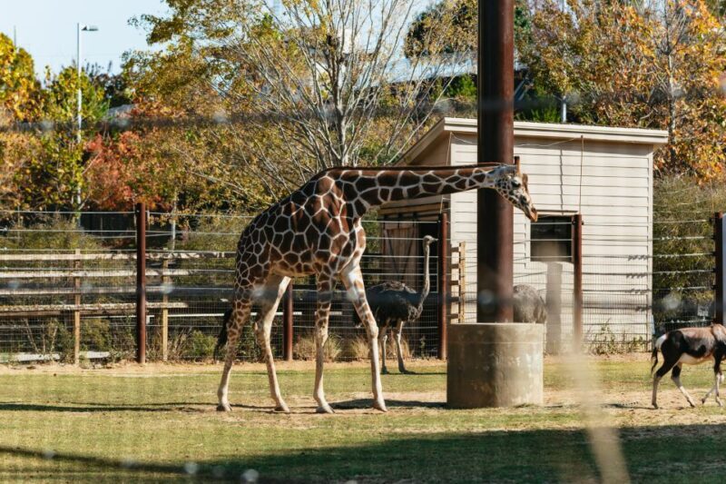 Atlanta: Zoo Atlanta General Admission Ticket - Practical Tips for Visitors