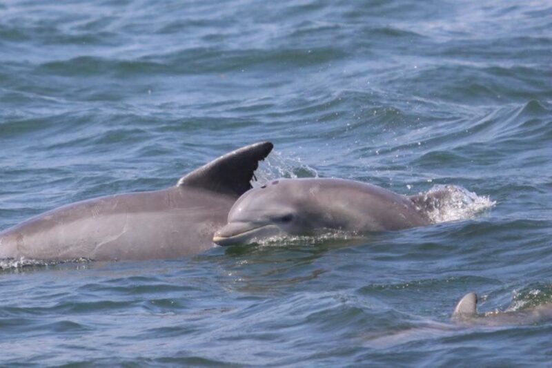 Atlantic City: Dolphin Watching Ocean Cruise Adventure - Setting the Scene at Historic Gardner’s Basin