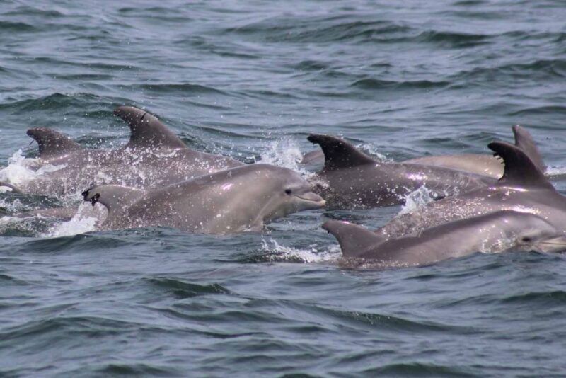 Atlantic City: Dolphin Watching Ocean Cruise Adventure - Weather and Sea Conditions