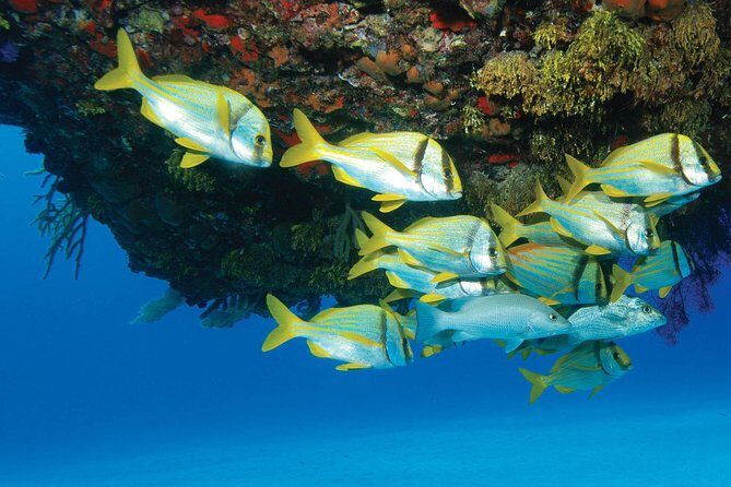 ATV Extreme and Snorkel Combo Tour from Cancun - How Valuable Is the Tour?
