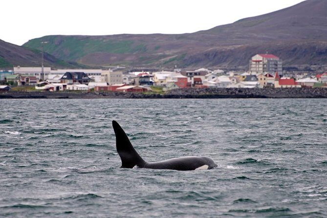 ATV & Whale Watching Full day adventure in Reykjavik - The Sum Up