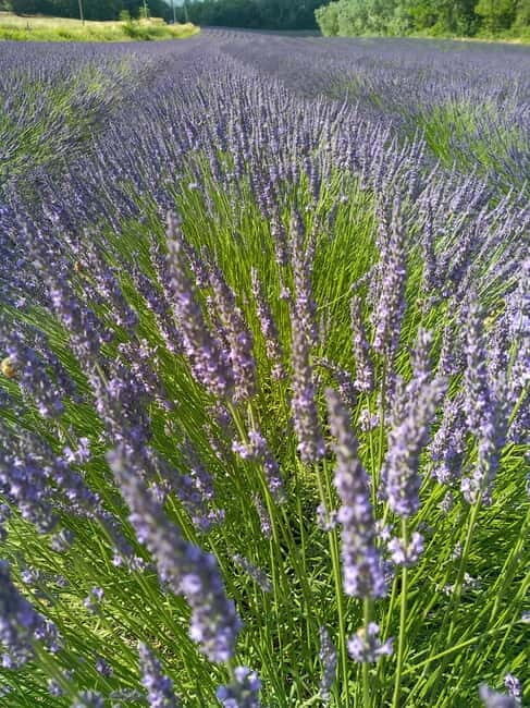 au départ Avignon: half-day lavender tour - Key Points