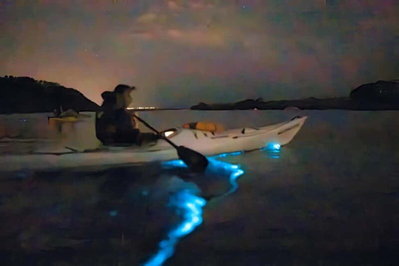 Auckland: Bioluminescence Kayak Tour - Key Points
