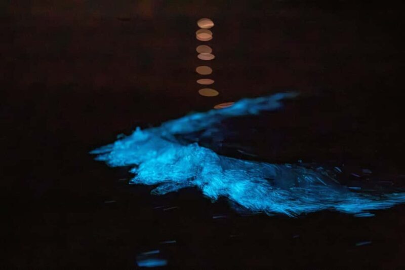 Auckland: Bioluminescence Kayak Tour - A Closer Look at the Experience