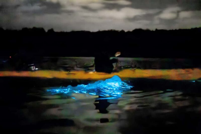 Auckland: Bioluminescence Kayak Tour - Who Would Love This?
