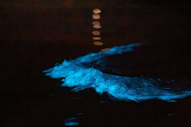 Auckland Bioluminescence Kayak Tour - The Sum Up: Is it Worth It?