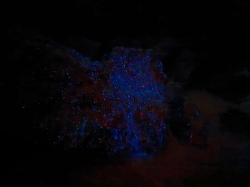 Auckland: Bioluminescence Kayak Tour with Guide - An In-Depth Look at the Experience