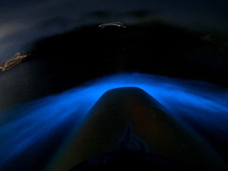 Auckland: Bioluminescence Kayak Tour with Guide - Final Words
