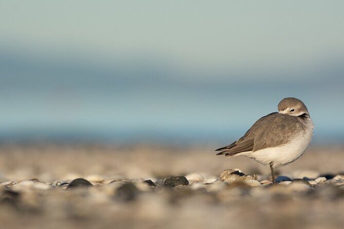 Auckland Birdwatching and Hiking Private Tour - Explore Auckland’s Natural Wonders: A Detailed Review