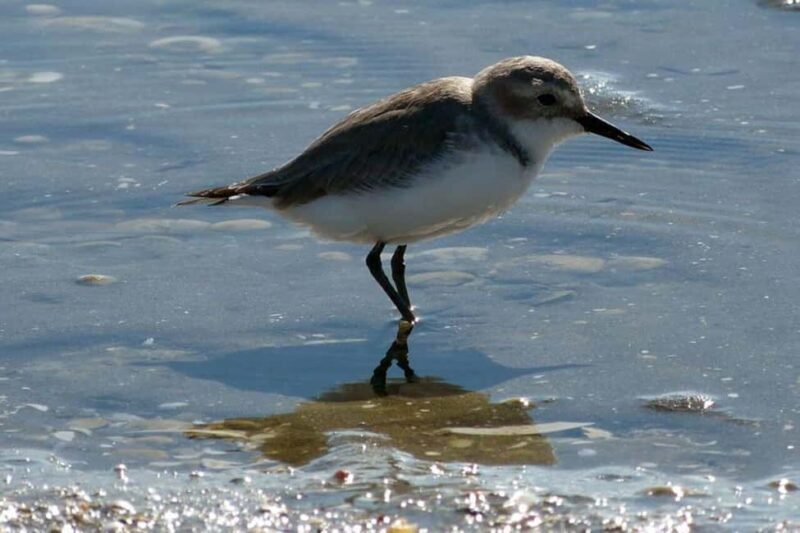 Auckland: Birdwatching, Hiking & Waterfalls Tour - Exploring the Natural World Near Auckland
