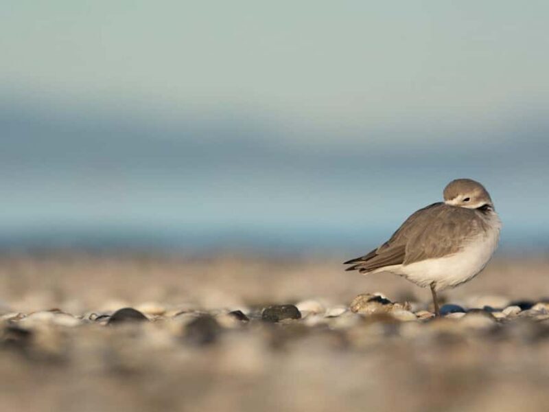 Auckland: Birdwatching, Hiking & Waterfalls Tour - Final Thoughts: Who Should Consider This Tour?
