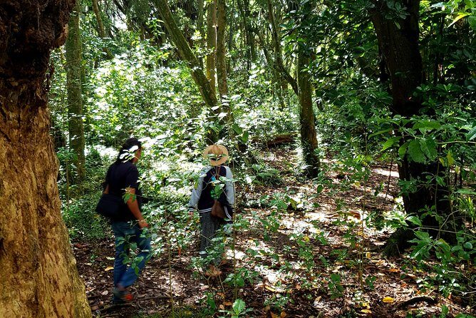 Auckland Bush, Beach and Bites Trail - Authentic Experiences and Genuine Value