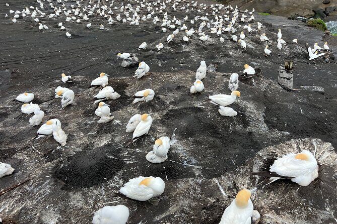 Auckland City and West Coast Black Sand Beach Full Day Tour - Exploring Auckland’s West Coast: A Natural Adventure