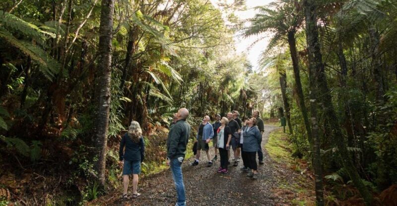Auckland City, Beaches & Rainforest Premium Small Group Tour - Discovering Auckland’s Essence