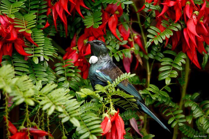 Auckland City Highlights, Afternoon Piha Beach & Rainforest Tour - FAQs