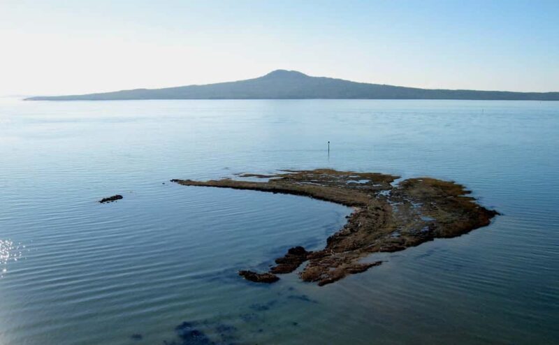 Auckland: City Highlights and Native Forest Experience - Key Points