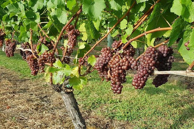 Auckland City Tour & Kumeu Wine Country Includes Wine Tastings & Lunch - Practical Considerations and Recommendations