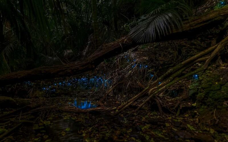Auckland Glowworm Tour - An Overview of the Auckland Glowworm Tour
