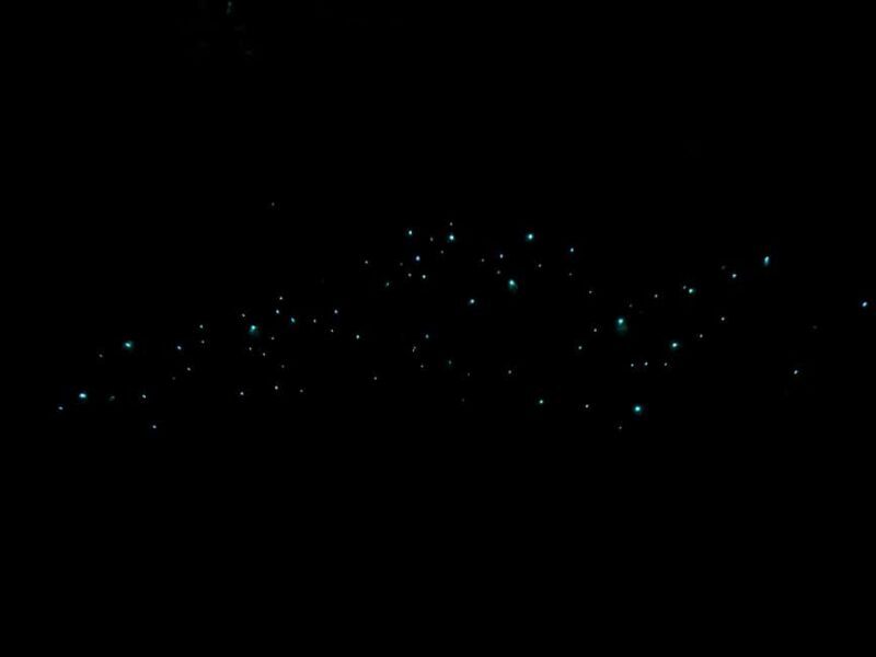 Auckland Glowworm Tour - What the Reviews Say
