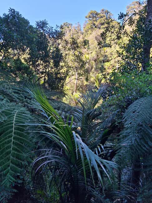 Auckland: Hiking West Auckland Rainforest & Waterfalls Tour - Key Points
