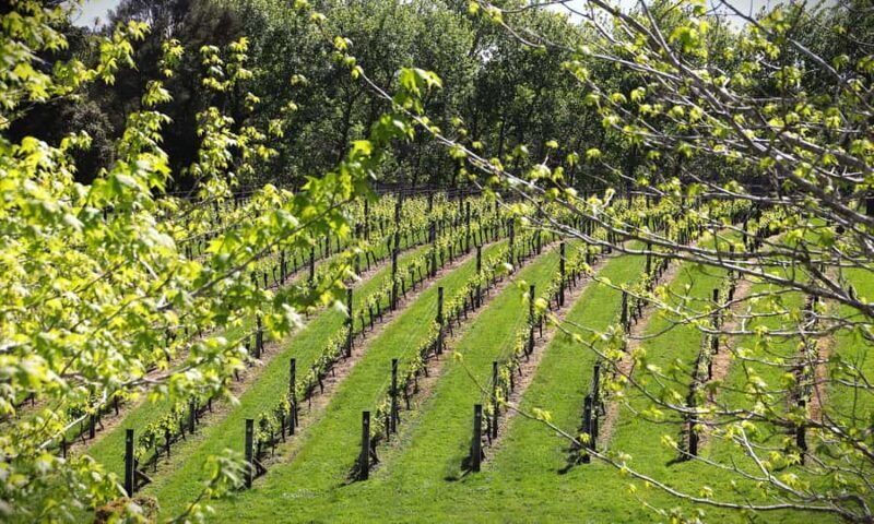 Auckland: Kumeu Wine Tasting Tour and Black Sand Beach - Pricing and Value