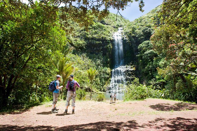 Auckland Maori Tour - An In-Depth Look at the Auckland Maori Tour