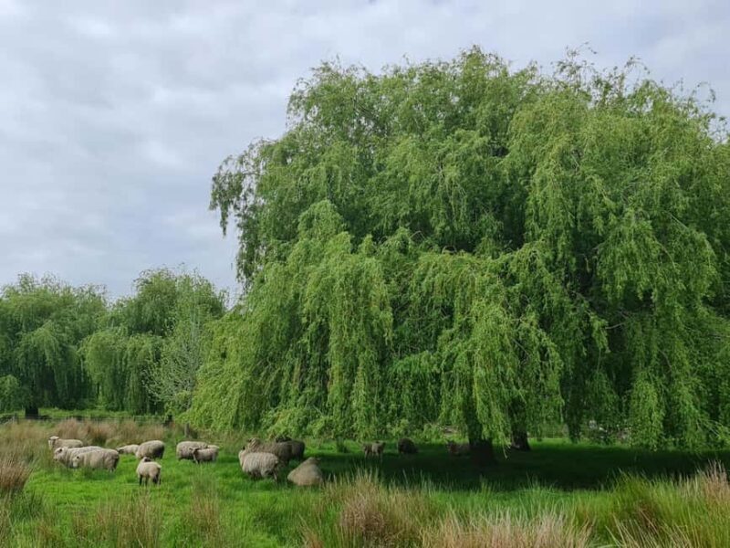 Auckland Nature Tour - Who Is This Tour Best For?