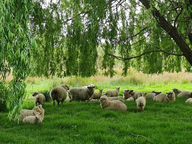 Auckland Nature Tour - FAQ