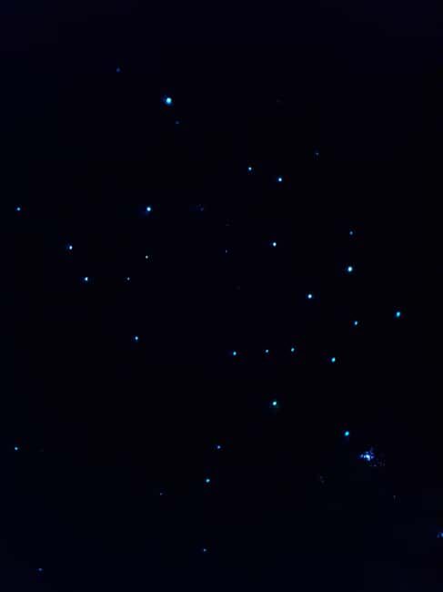 Auckland North Shore Glowworm Tour - An Authentic Glimpse into New Zealand’s Nighttime Wilderness
