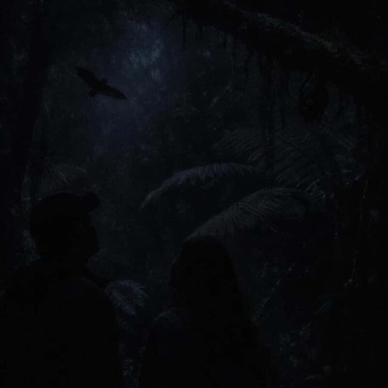 Auckland: Piha Native Bat Discovery Walking Tour - Why This Tour Stands Out