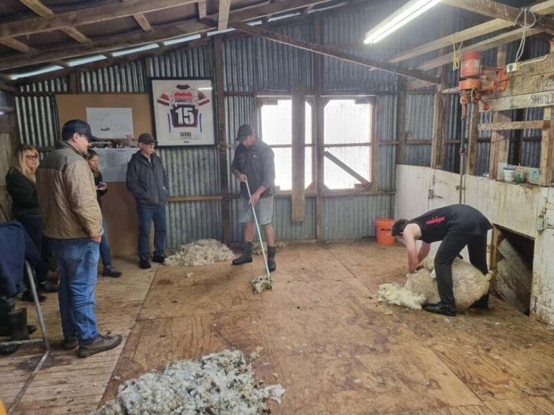 Auckland: Private Farm Tour with Sheep Shearing & Lunch - Scenic Drive & Rural Lunch
