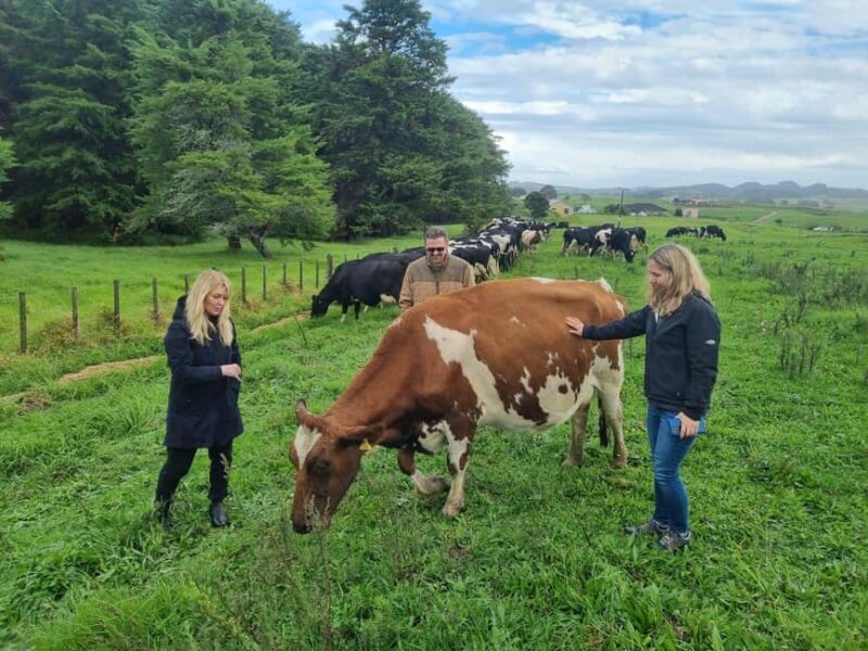 Auckland: Private Farm Tour with Sheep Shearing & Lunch - Dog Herding & Livestock Management