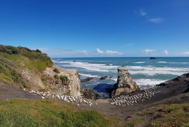 Auckland: Private Muriwai Gannets Experience - Authentic Reviews and Insights