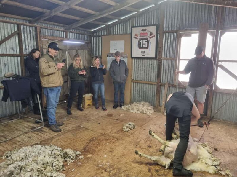 Auckland: Private Sheep & Beef Working Farm Tour - Key Points